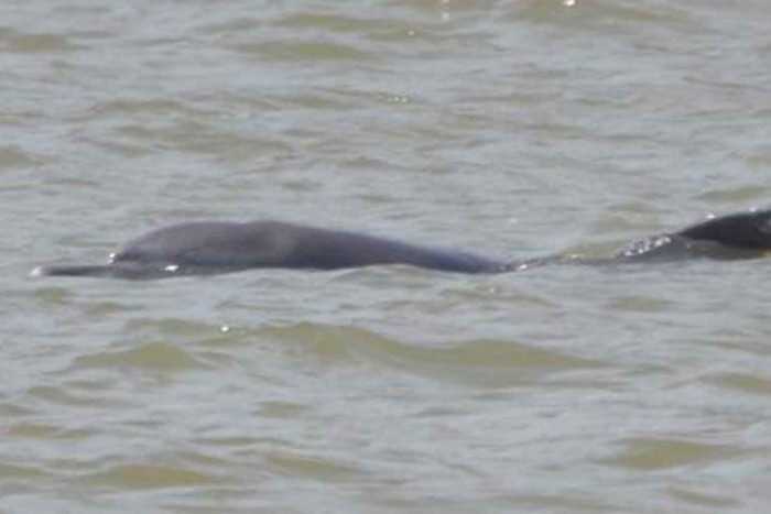 Bangkok Post - Rare dolphins spotted frolicking in the Bang Pakong River