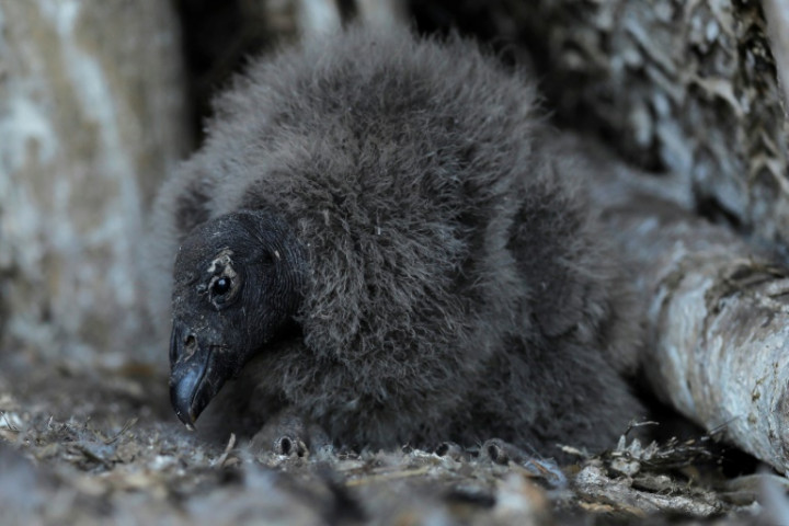 Bangkok Post - Chile preparing threatened condor chicks for release ...