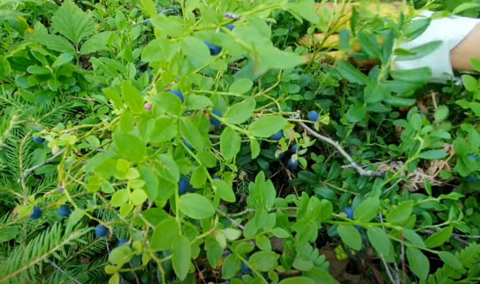 Bangkok Post - Thai berry-pickers heading to Finland warned of high cost
