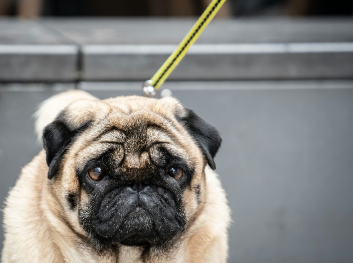 Bangkok Post - Dutch to ban unhealthy designer pets