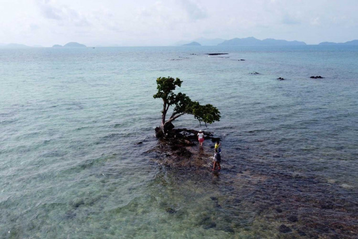 Bangkok Post - Arborists called in to rescue 'comic islet' tree