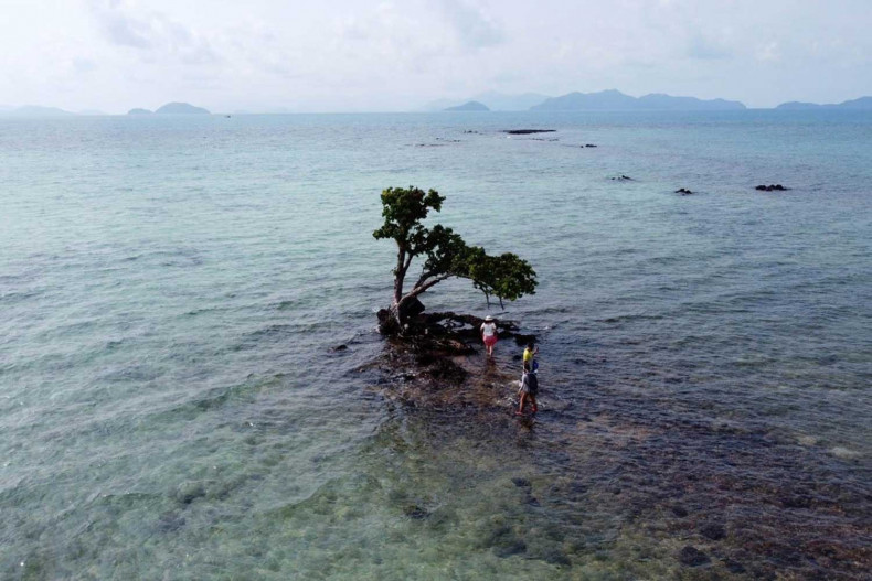 Bangkok Post - Arborists called in to rescue 'comic islet' tree