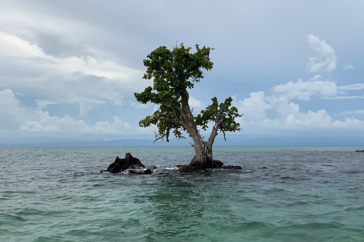 Bangkok Post - 'Comic islet' tree to get arborist rescue
