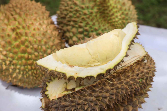 Bangkok Post - Yala durian registered as GI product