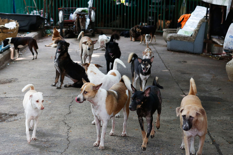 Bangkok Post - Rabies outbreak in Northeast strikes 74