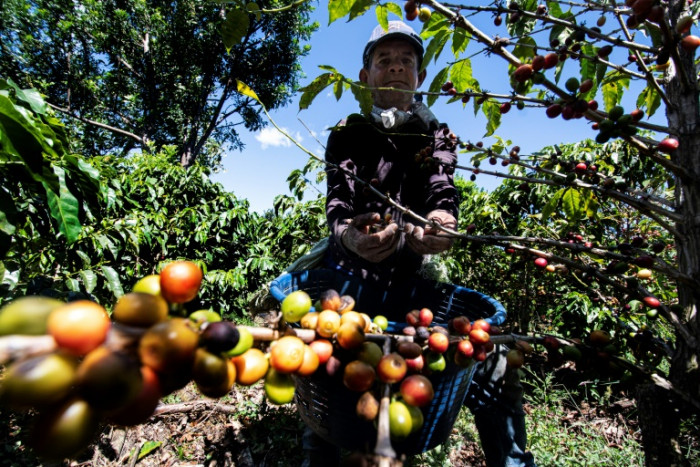 Bangkok Post - Coffee harvest plunges amid Central American exodus