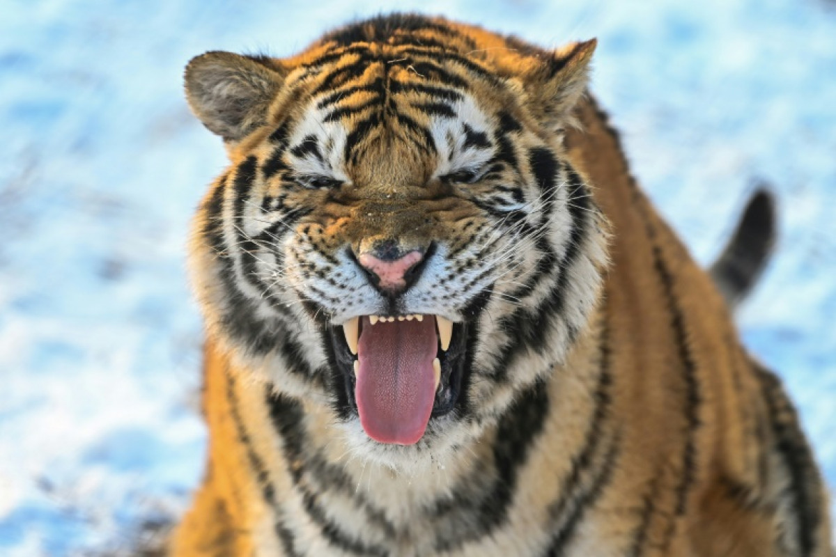 Bangkok Post - Easy, tiger: study maps big cats' personalities