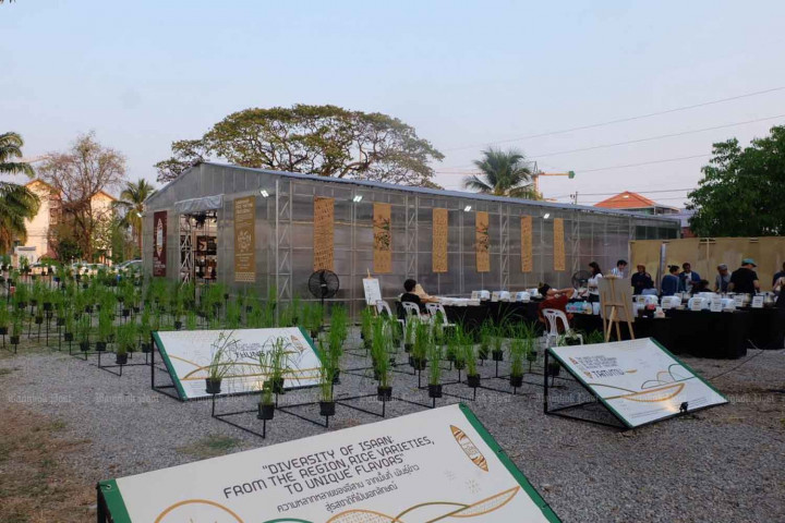 The many tastes of rice