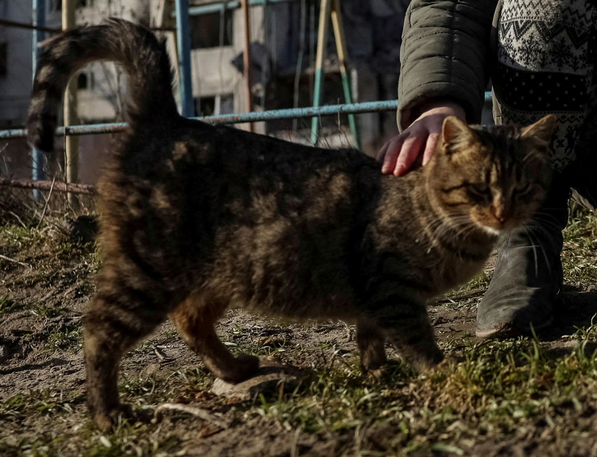 Bangkok Post - New Zealand cat killing competition axed