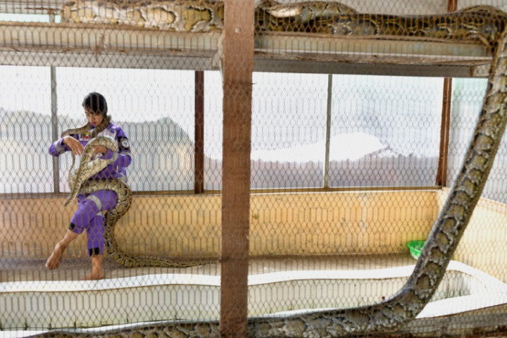 Bangkok Post - Pythons on your porch? Call Myanmar's 'Snake Princess'