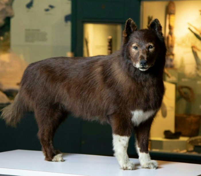 Bangkok Post - DNA study of famed US sled dog shows what made him so tough