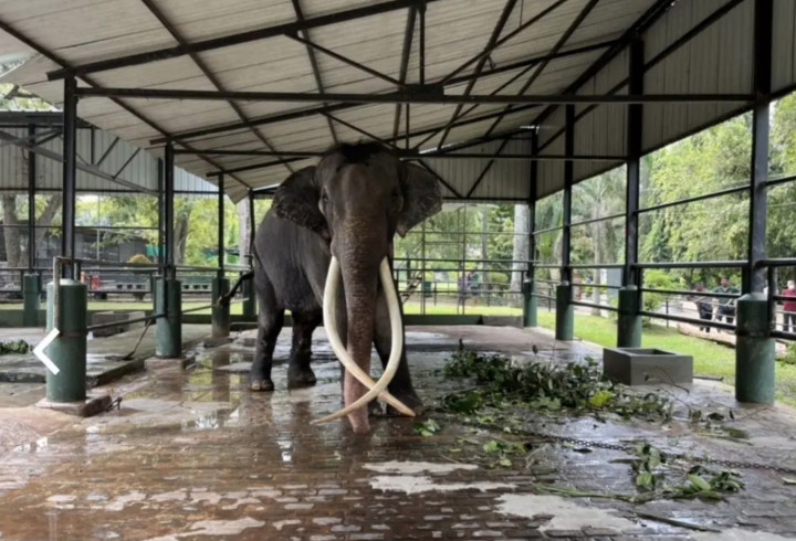 Bangkok Post - Ailing jumbo Sak Surin to be brought home