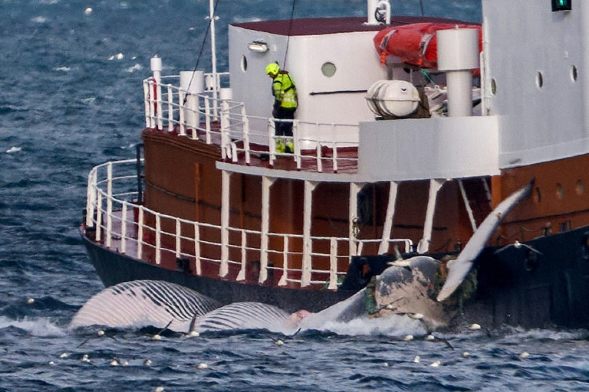 Bangkok Post - Whaling opposition rises in Iceland as govt ban looms
