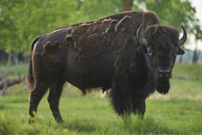 Bangkok Post - Bison reintroduced to Canada's Banff thrive again