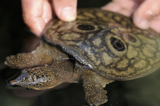 Bangkok Post - Tiny bundles of hope: critically endangered turtles ...