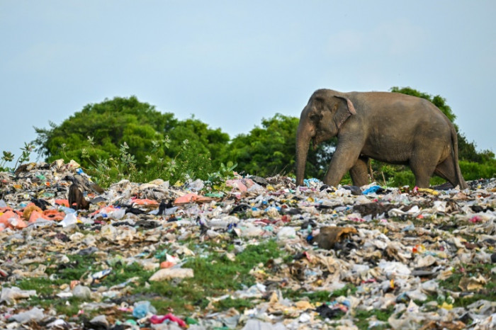 Bangkok Post - Jumbo problem: Sri Lanka's battle with plastic pollution