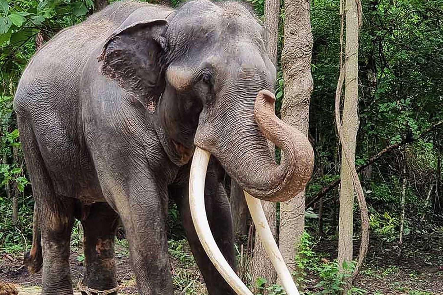 Bangkok Post - Twice-daily feed for jumbo