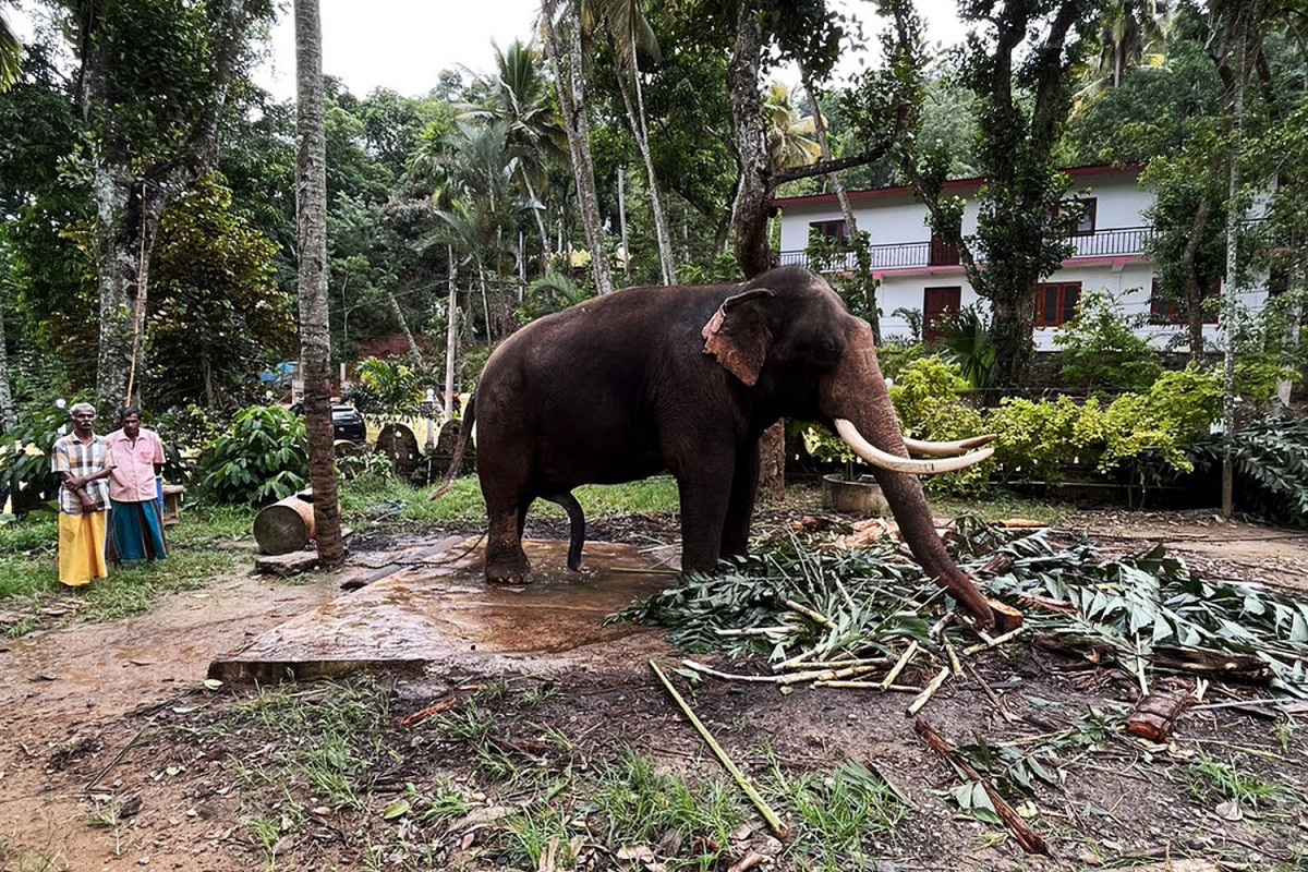 Bangkok Post - Thai elephant under 'normal conditions' in Sri Lanka
