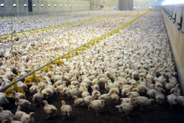 Bangkok Post - Proof humans reshaped the world? Chickens