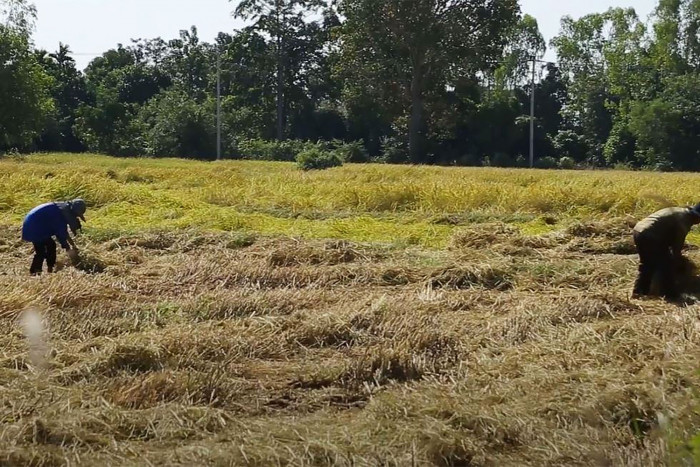 Bangkok Post - High potential for rice exports in H2