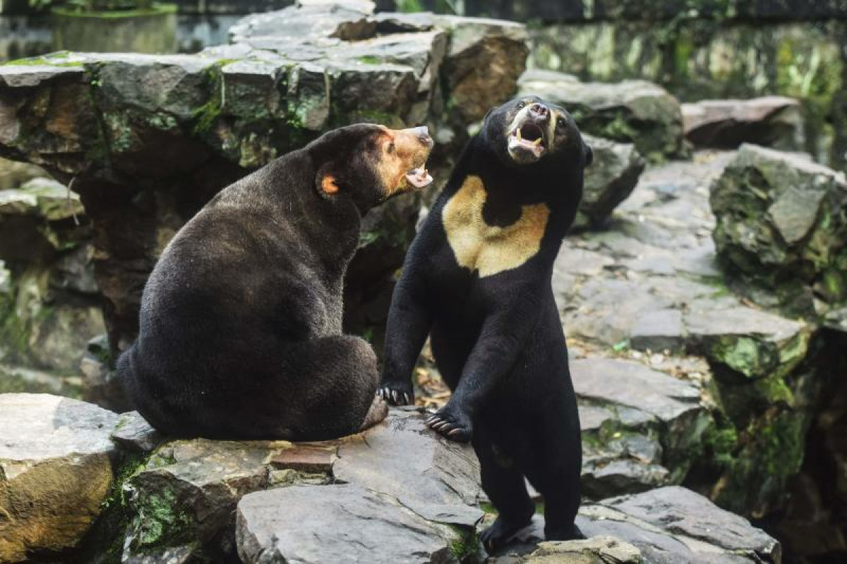 Bangkok Post - Chinese zoo denies bear is person in suit