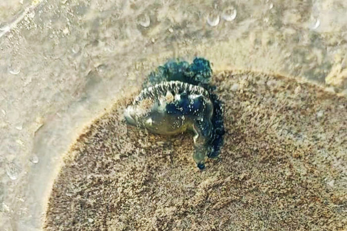 Bangkok Post - Koh Lanta Portuguese man o' war alert