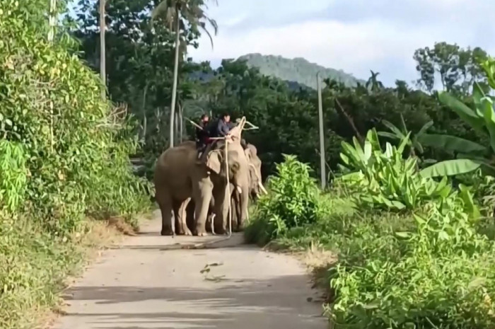Bangkok Post - Roaming wild elephant finally caught