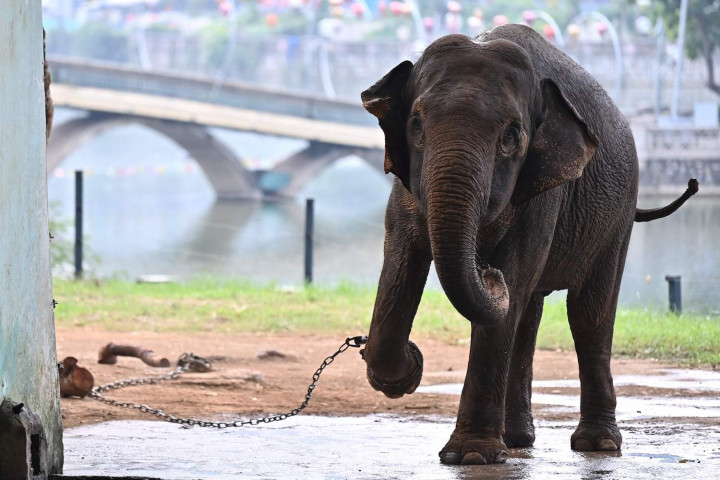 Bangkok Post - Push to free chained elephants at Hanoi zoo