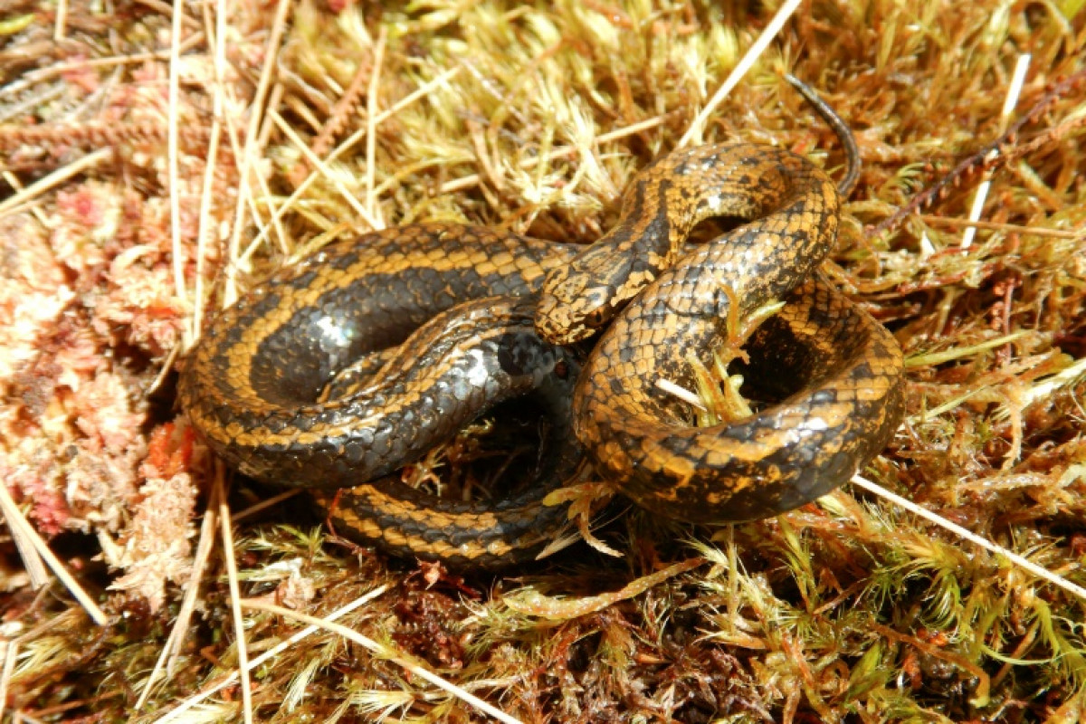 Bangkok Post - New species of snake found in Peru named after Harrison Ford