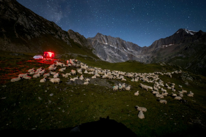 Bangkok Post - Swiss cry wolf to save livestock and their predators