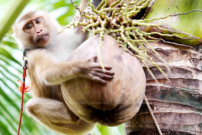 Bangkok Post - New label to assure no harm to animals