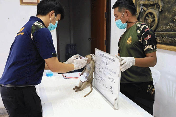 Bangkok Post - Monkeys sterilised to curb population growth