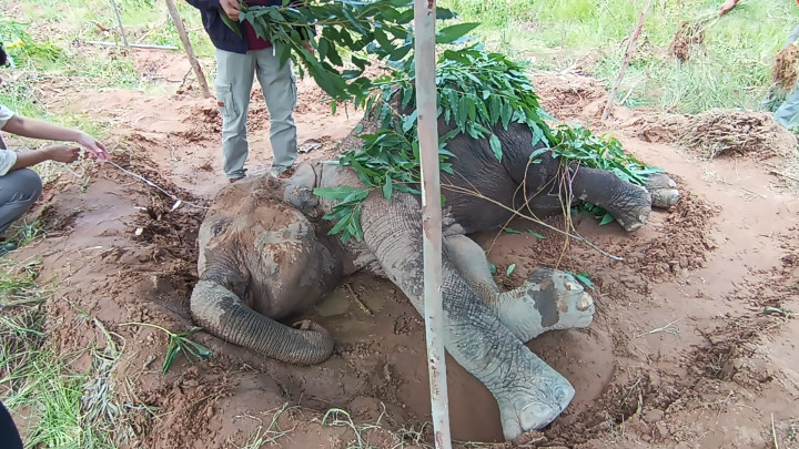Bangkok Post - Sick wild elephant dies at plantation in Korat
