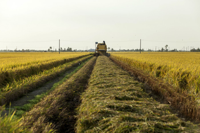 Bangkok Post - Malaysia caps retail rice sales