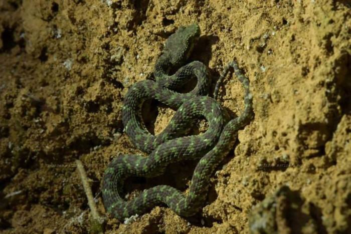 Bangkok Post - New kind of pit viper discovered in South