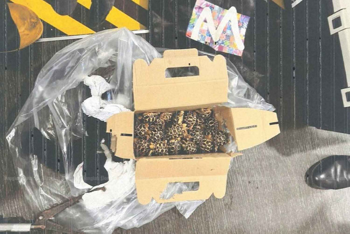 Smuggled animals cause chaos on Bangkok-Taipei flight Bangkok Post ...