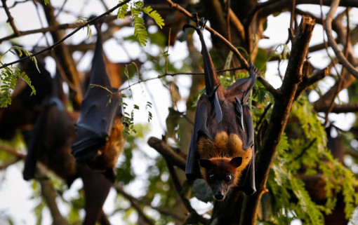 Bangkok Post - Lethal bat-borne virus sparks new pandemic fears