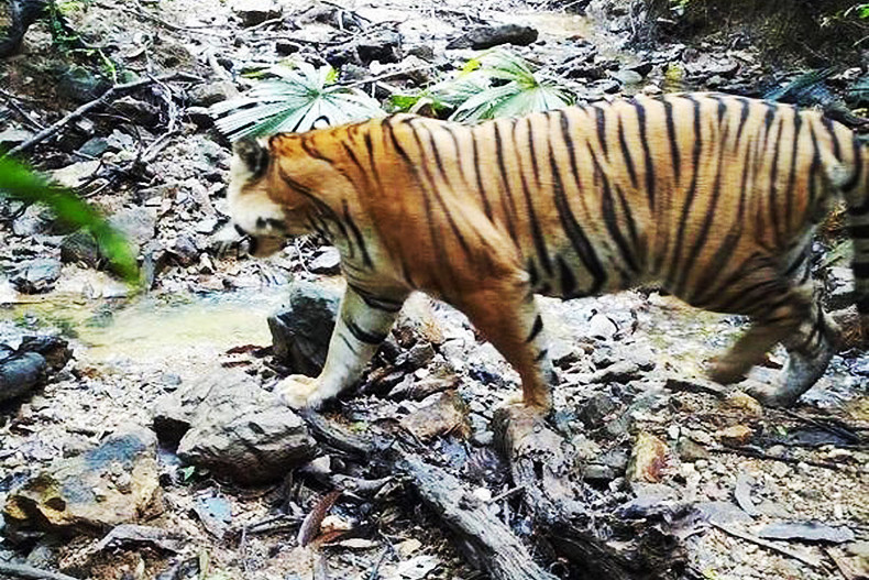 Bangkok Post - Rare tiger spotted in Yala forest