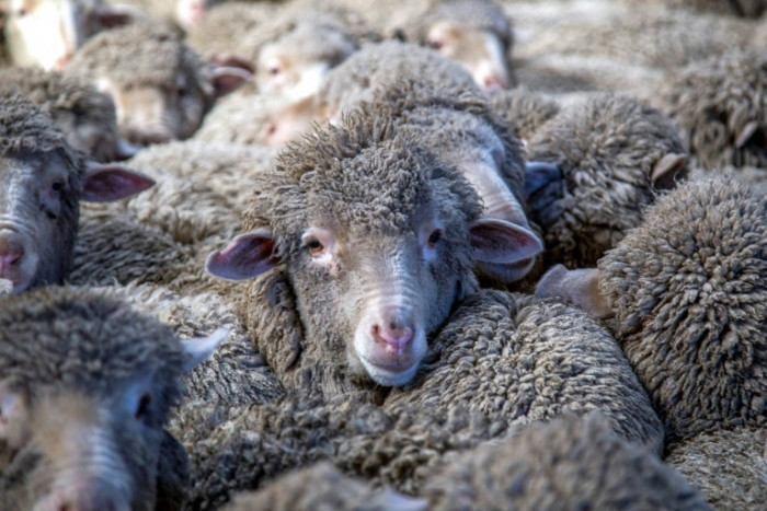 Bangkok Post - Shear bliss for New Zealand's pampered sheep