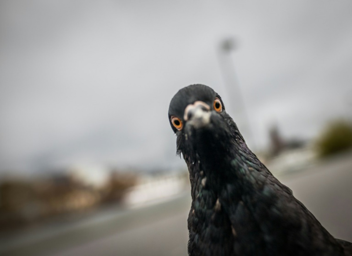 Bangkok Post - Police arrest Japan taxi driver after running over pigeon