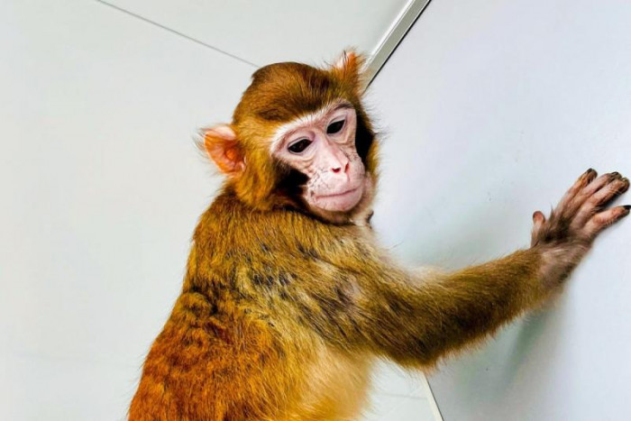 Bangkok Post - Chinese scientists clone first rhesus monkey to live ...