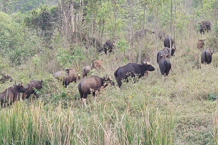 Bangkok Post - Attack sparks alarm as gaurs run amok in Korat