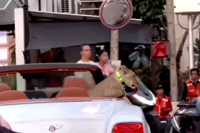 Bangkok Post - Ban floated on individuals owning lions following viral ...
