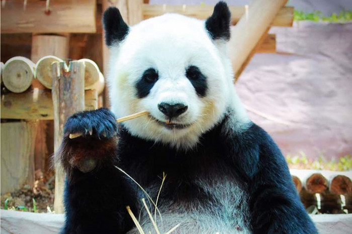 Bangkok Post - Envoy supports panda lease idea