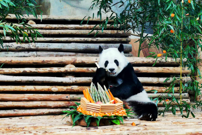 Bangkok Post - Time for panda rethink