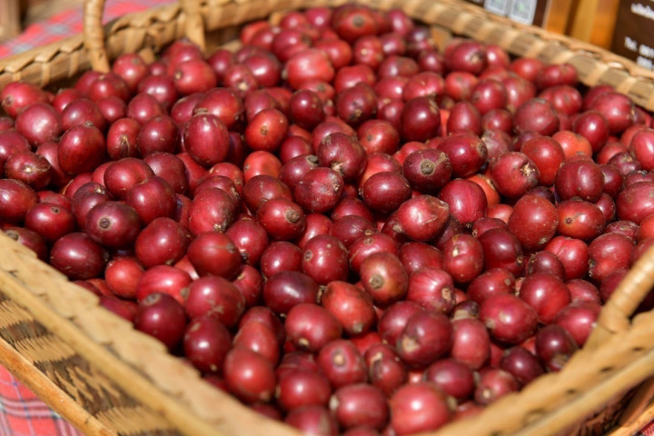 Bangkok Post - GI registration proposed for Nan coffee