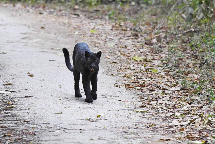 Bangkok Post - Rare panther sighted in park