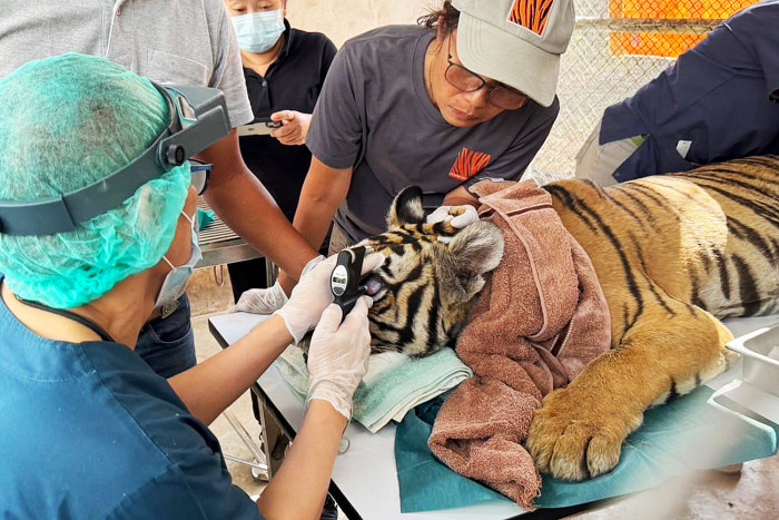 Bangkok Post - Veterinarian removes eye of injured, wild Indochina tiger