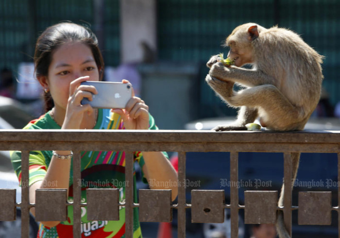 Bangkok Post - Humans strike back at monkeys with plan to move them out of Lop Buri city
