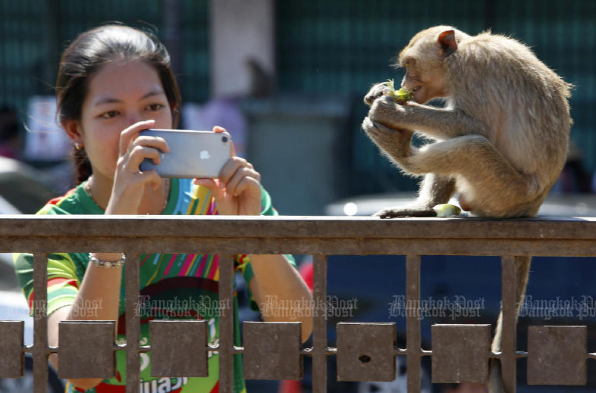 Humans want monkeys out of Lop Buri Bangkok Post Learning - Learn ...
